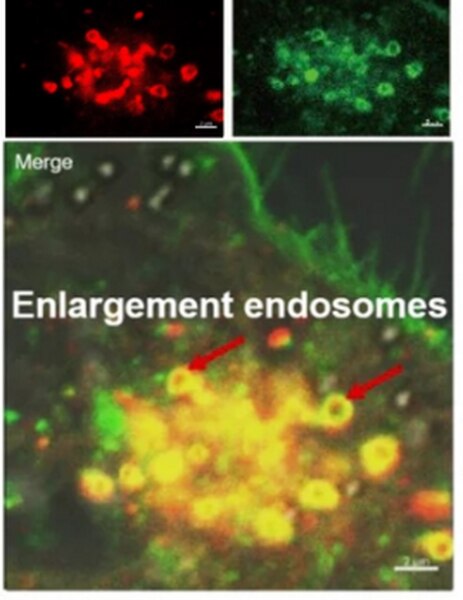 BioTracker™ Green Endocytosis Live Cell Probe | SCT271